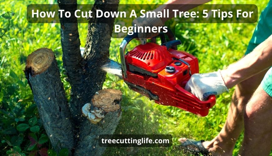 How To Cut Down A Small Tree- 5 Basic Tips For Beginners